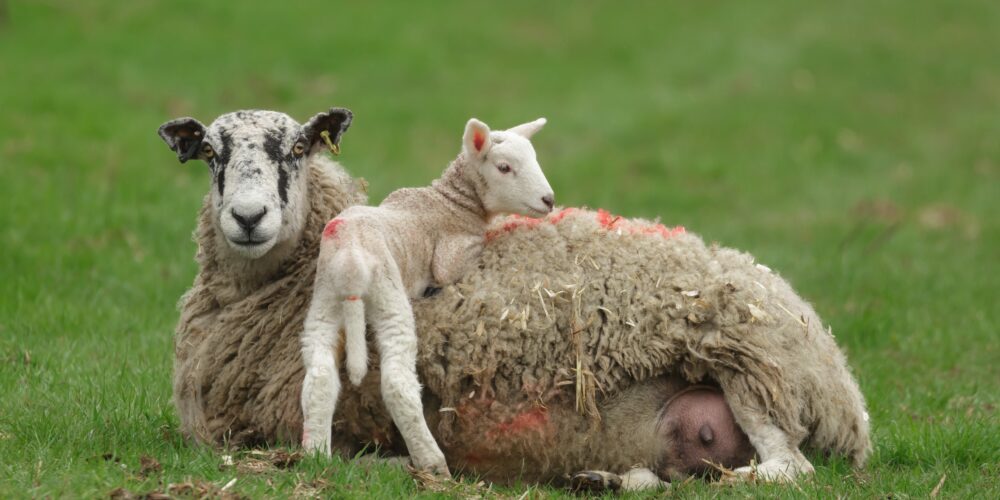 NSA announces webinar to help sheep farmers navigate the tailing and ...