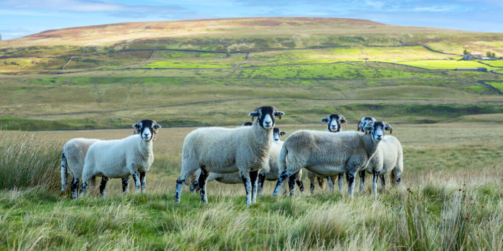 NSA backed study shows sheep grazing on moorland produce lower methane ...