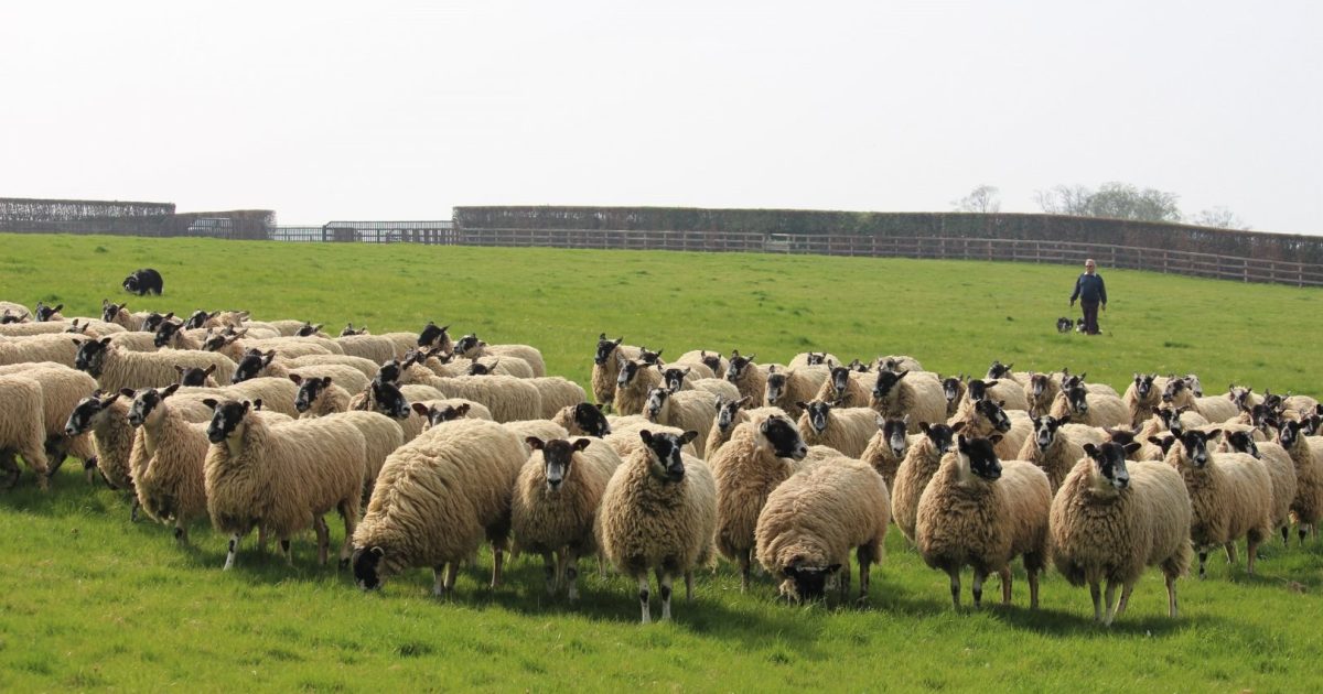 About the National Sheep Association