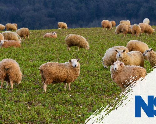 National Sheep Association | NSA
